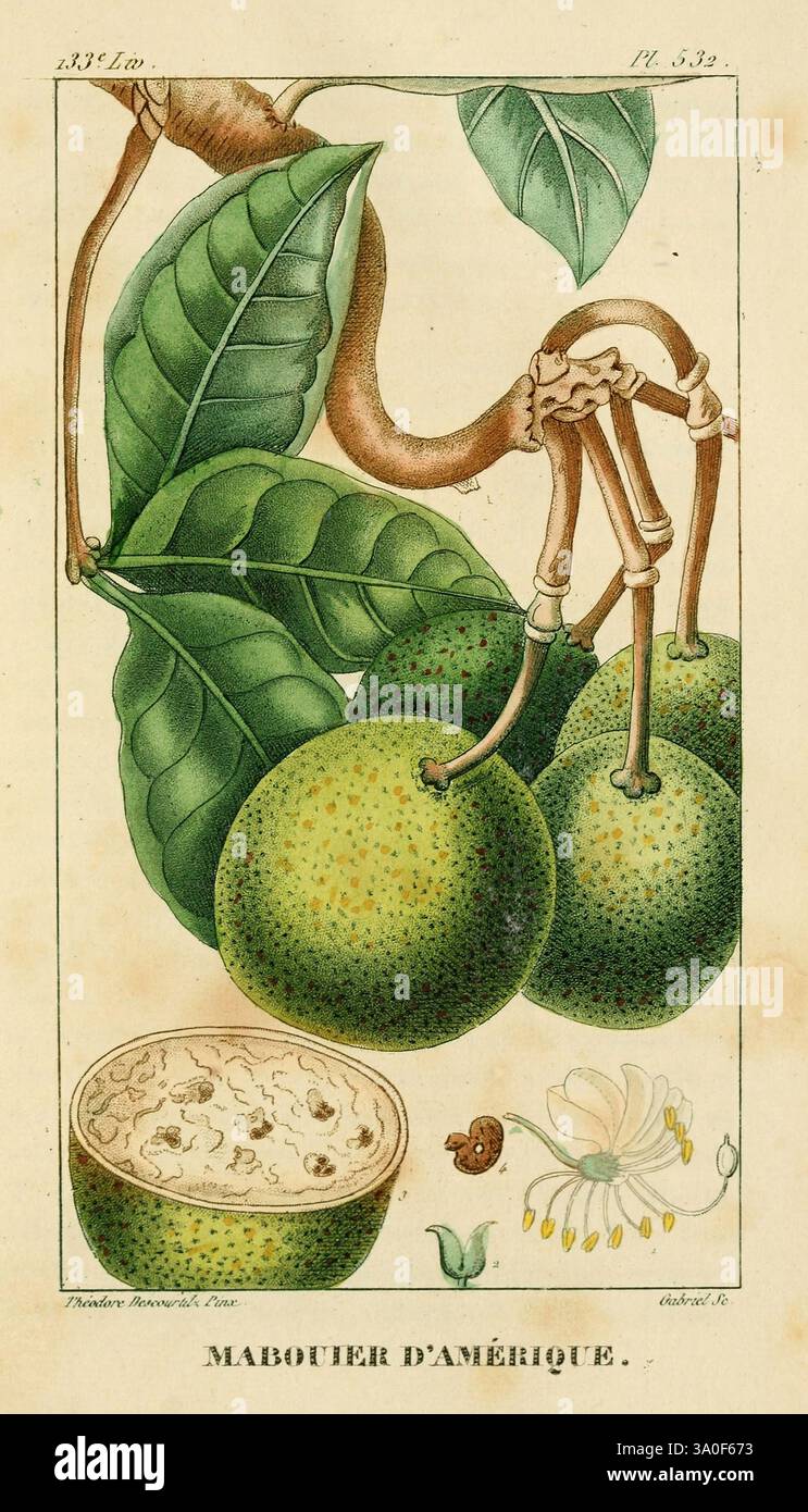 Mabouya damerique hi-res stock photography and images - Alamy