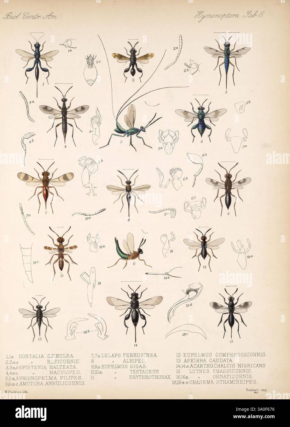 Non flying specimens hi-res stock photography and images - Alamy