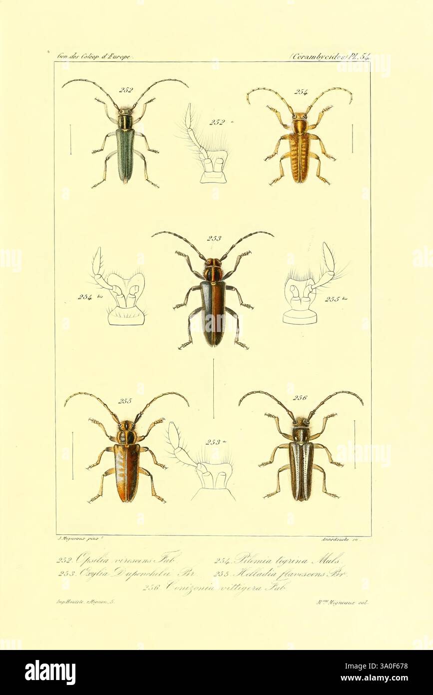 Detailed arrangement of various beetles hi-res stock photography and ...
