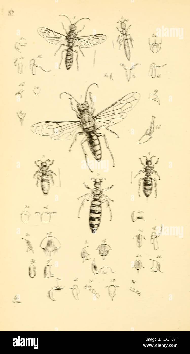 Additional wasp varieties hi-res stock photography and images - Alamy