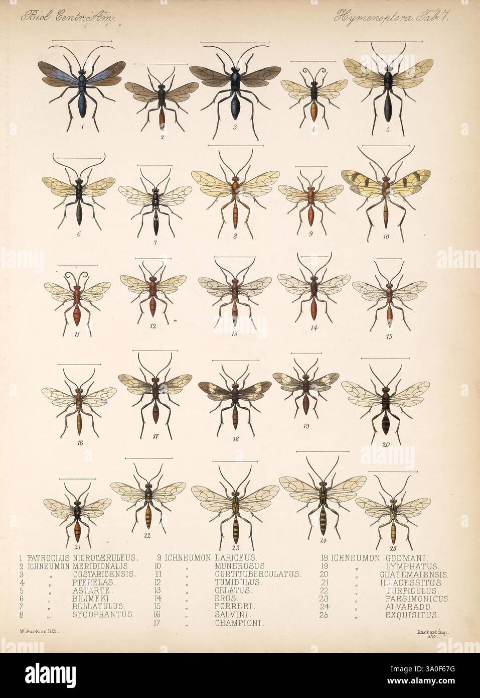 Biologia Centrali-Americana London, 1879-1915 Archaeology, Botany ...
