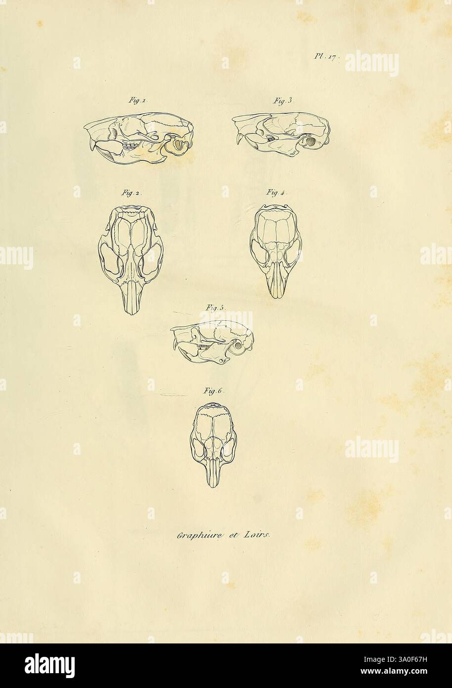 Variation in skull anatomy hi-res stock photography and images - Alamy
