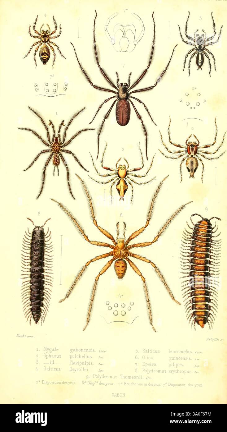 Depictions of several spider species hi-res stock photography and ...