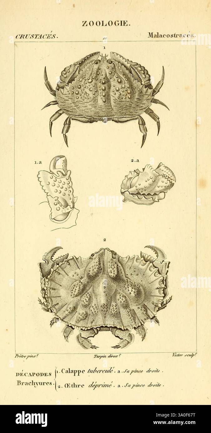 Considerations generals on the class of crustaceans, Paris, F.G ...
