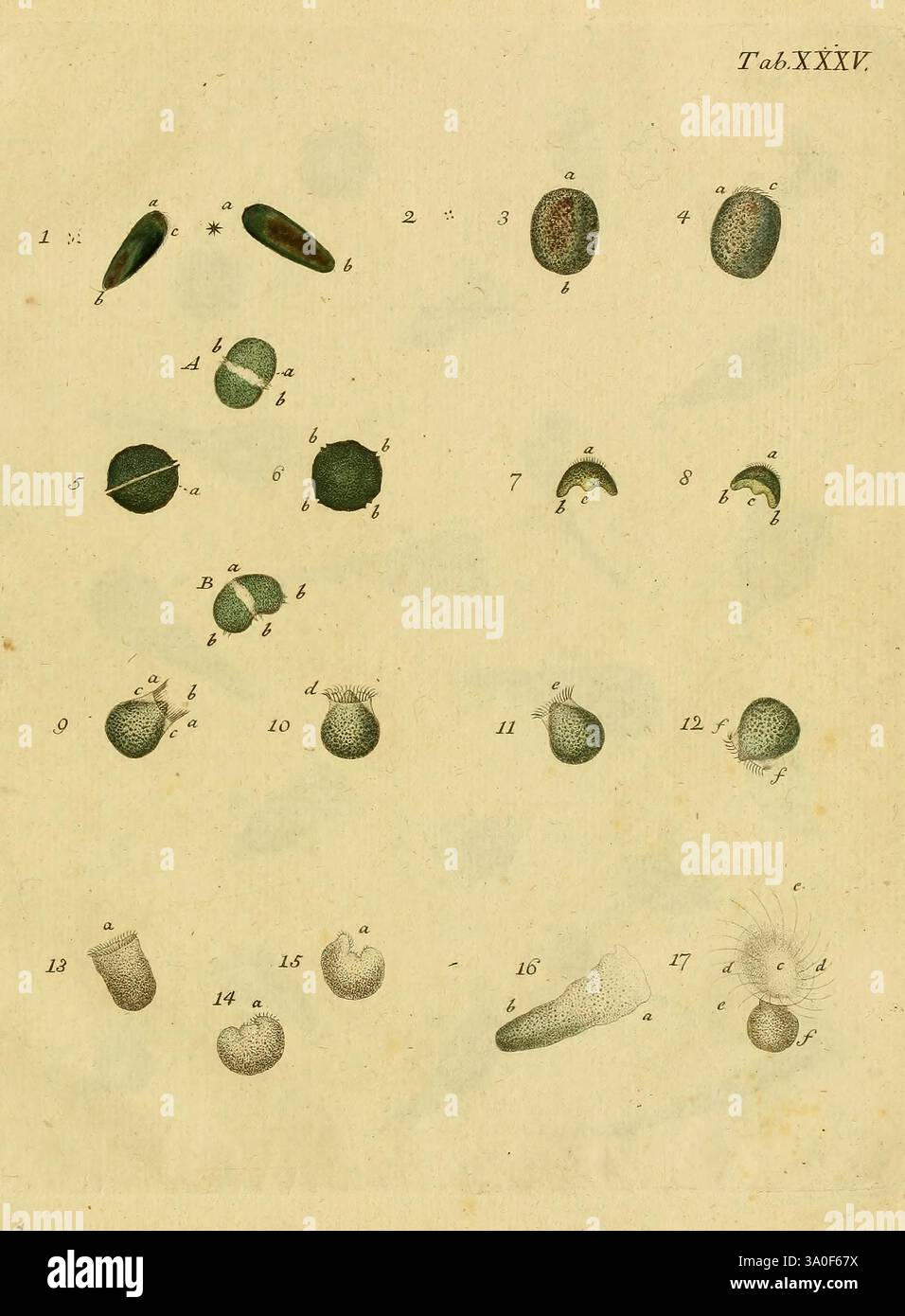 Highlighting various seed types hi-res stock photography and images - Alamy