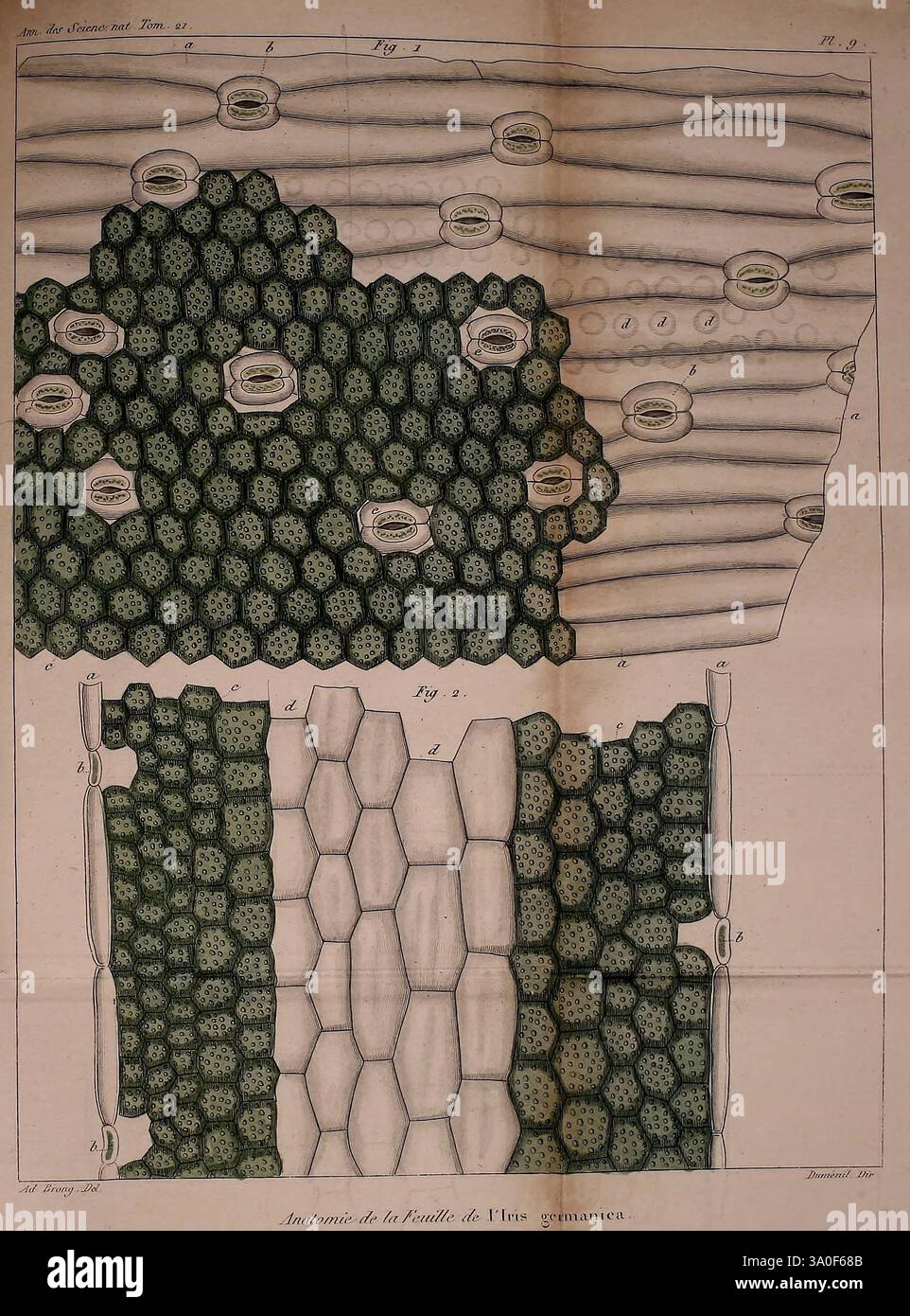 Intricate cross section of plant leaves hi-res stock photography and ...