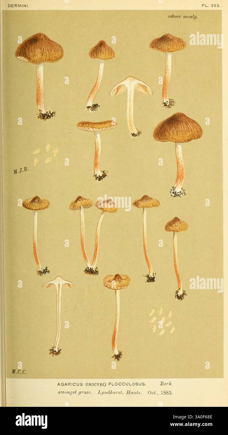 Illustrations of British Fungi (Hymenomycetes), to serve as an atlas to ...