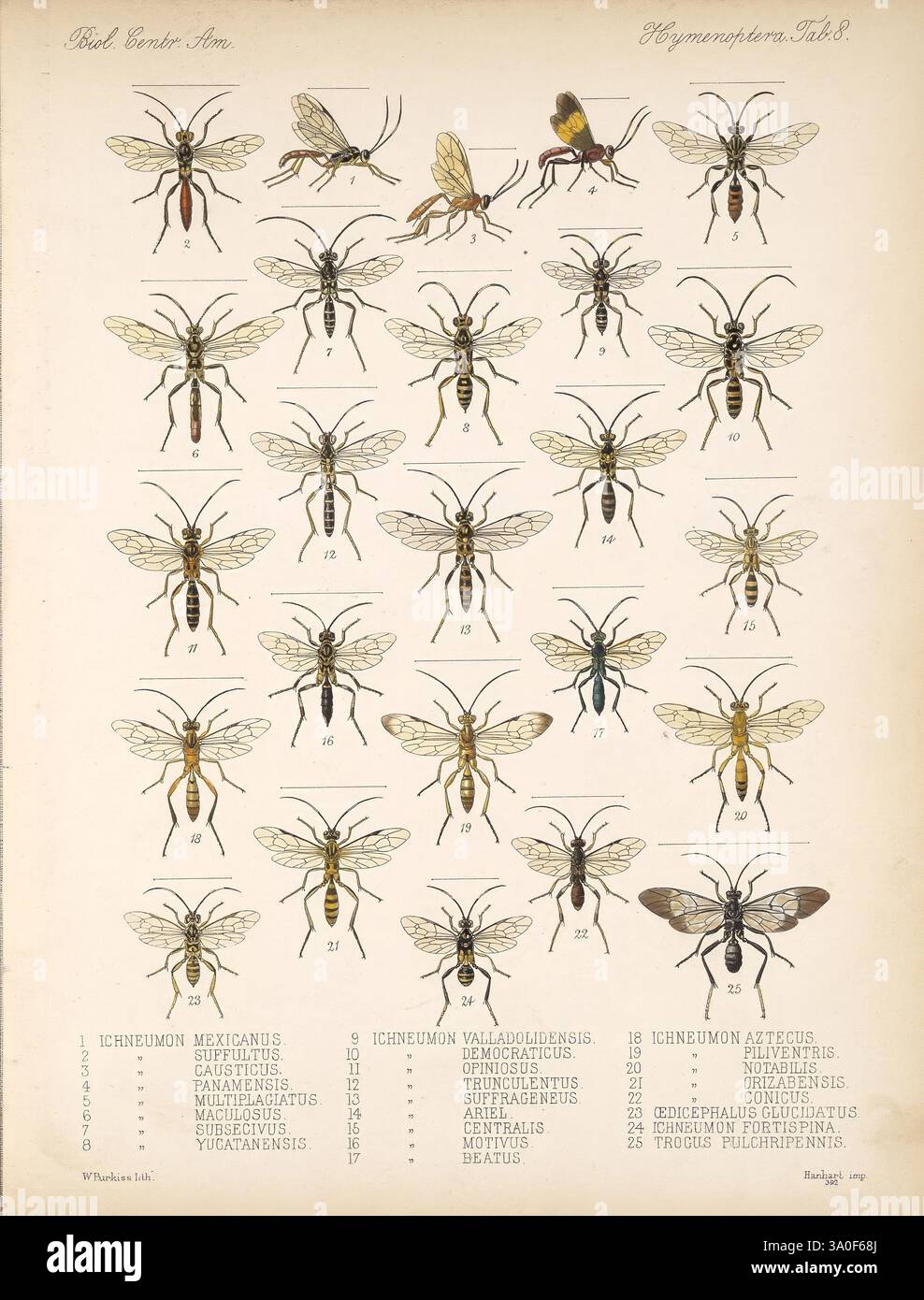 Numerous distinct insects hi-res stock photography and images - Alamy