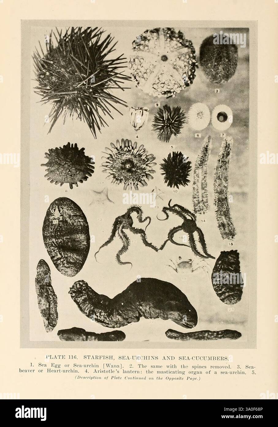 Obscure types hi-res stock photography and images - Alamy