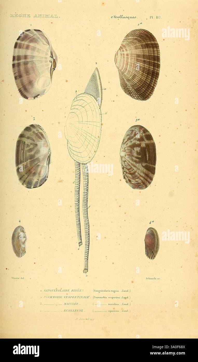 Additional smaller shells hi-res stock photography and images - Alamy