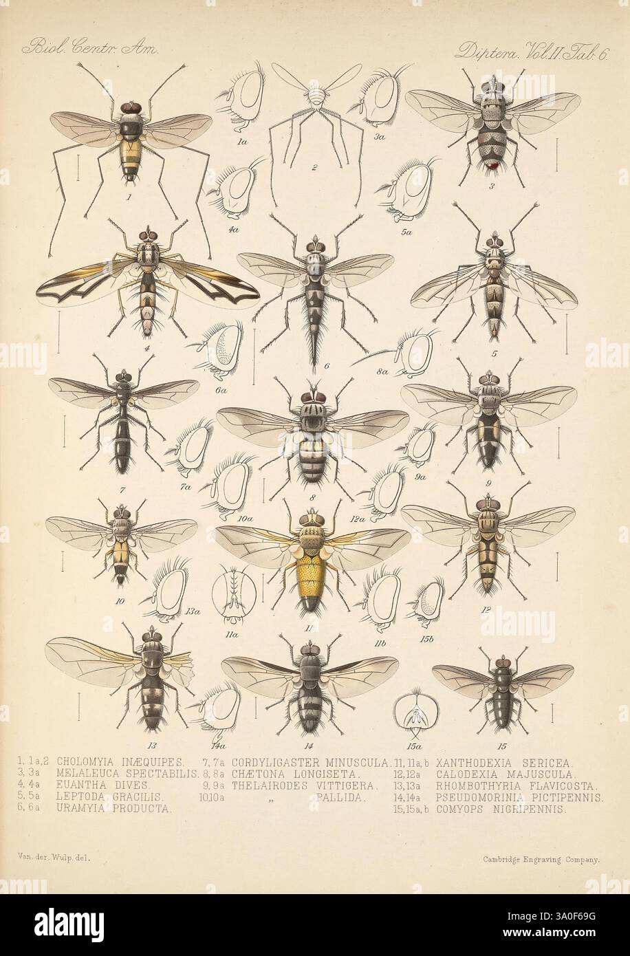 Biologia Centrali-Americana, London, 1879-1915, Archeology, Botany ...
