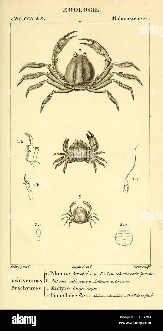 Biological diversity within crab species hi-res stock photography and ...