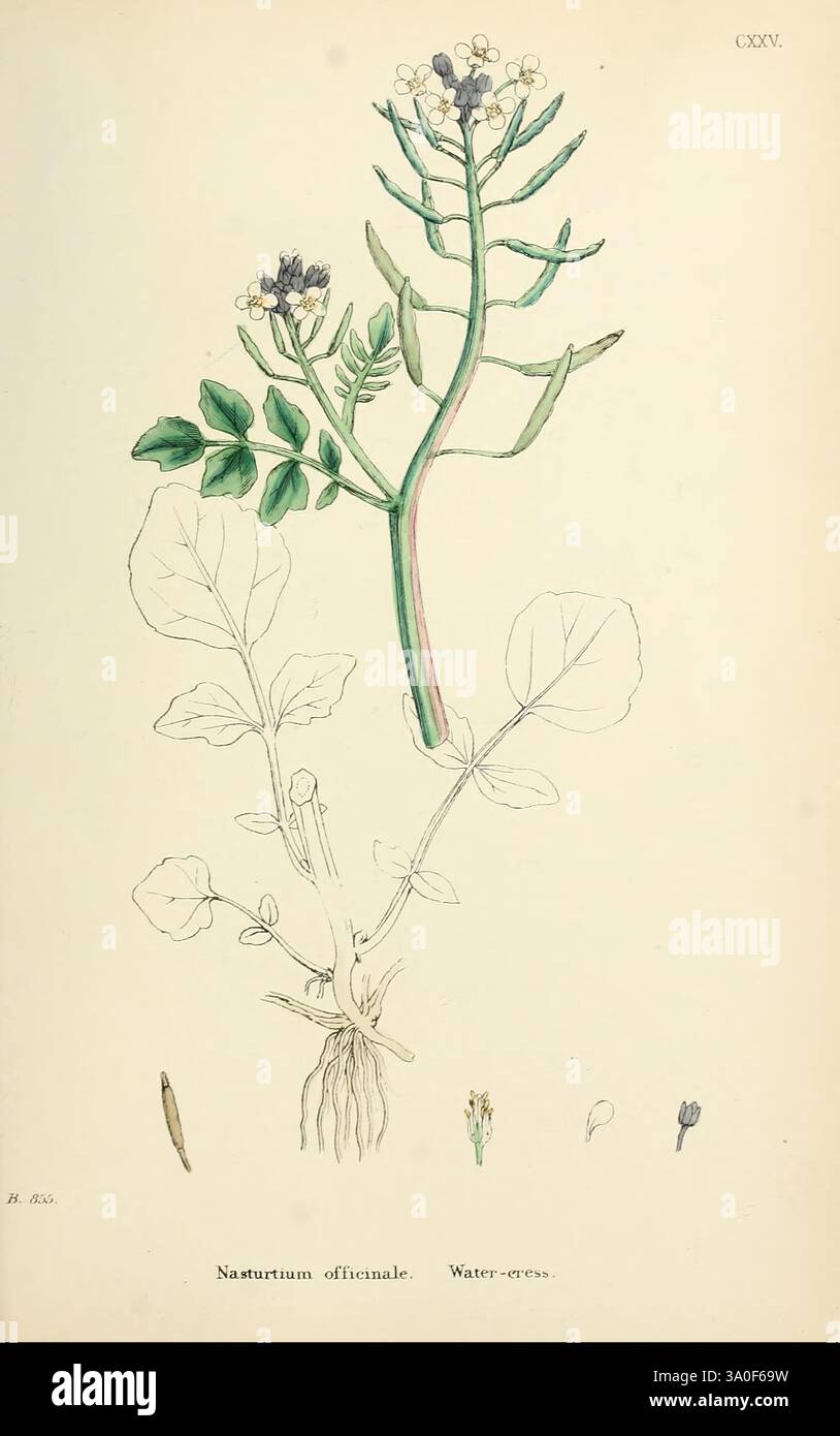 Multiple pinnate leaves arranged hi-res stock photography and images ...