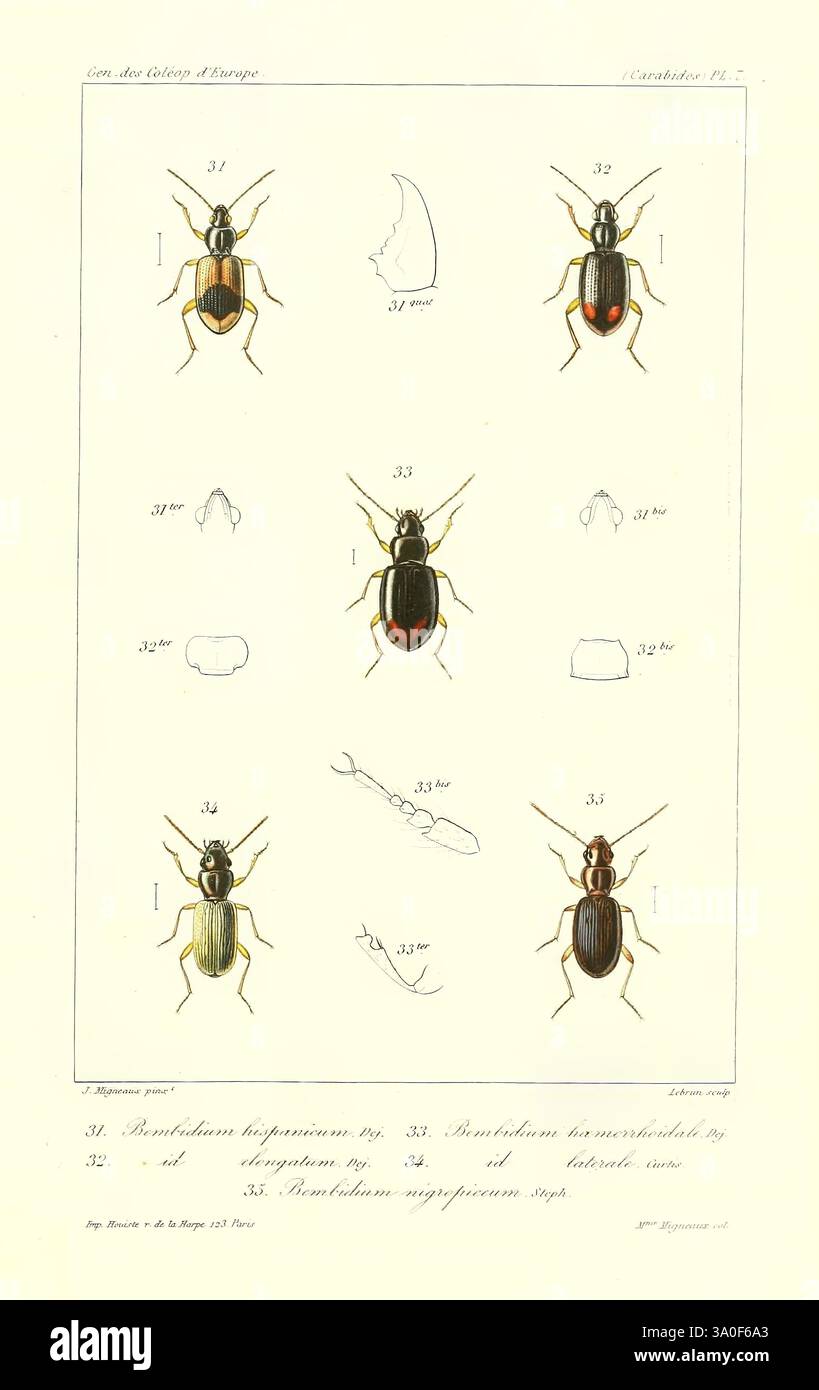 Artwork showcases three rows of beetles hi-res stock photography and ...