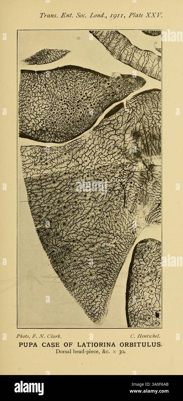 Dorsal head piece hi-res stock photography and images - Alamy