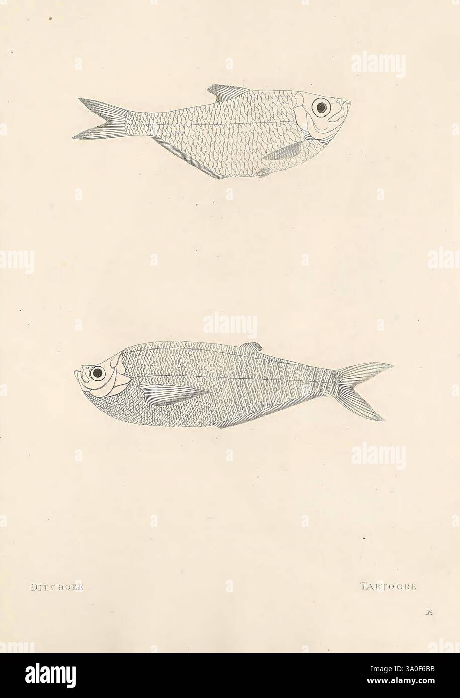Descriptions, and, figures, of, two, hundred, fishes, London, Printed ...