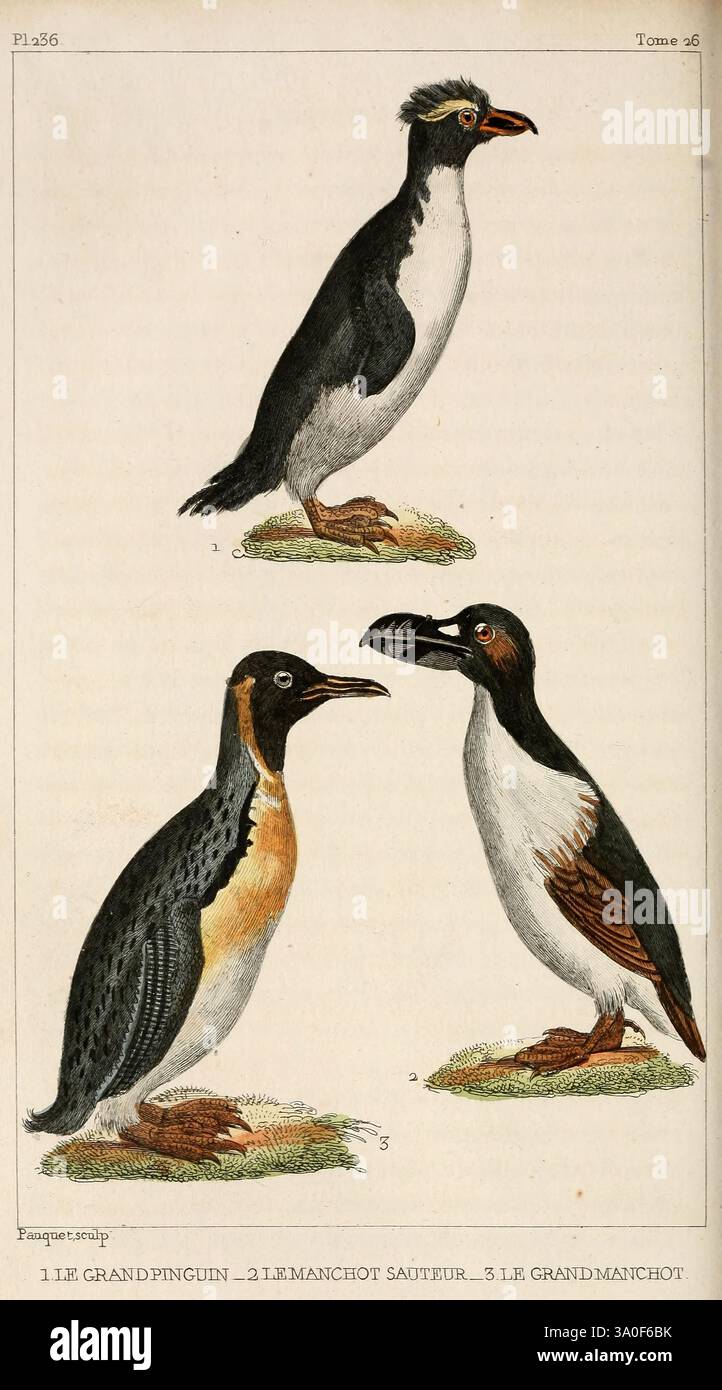 Lower penguin displays hi-res stock photography and images - Alamy