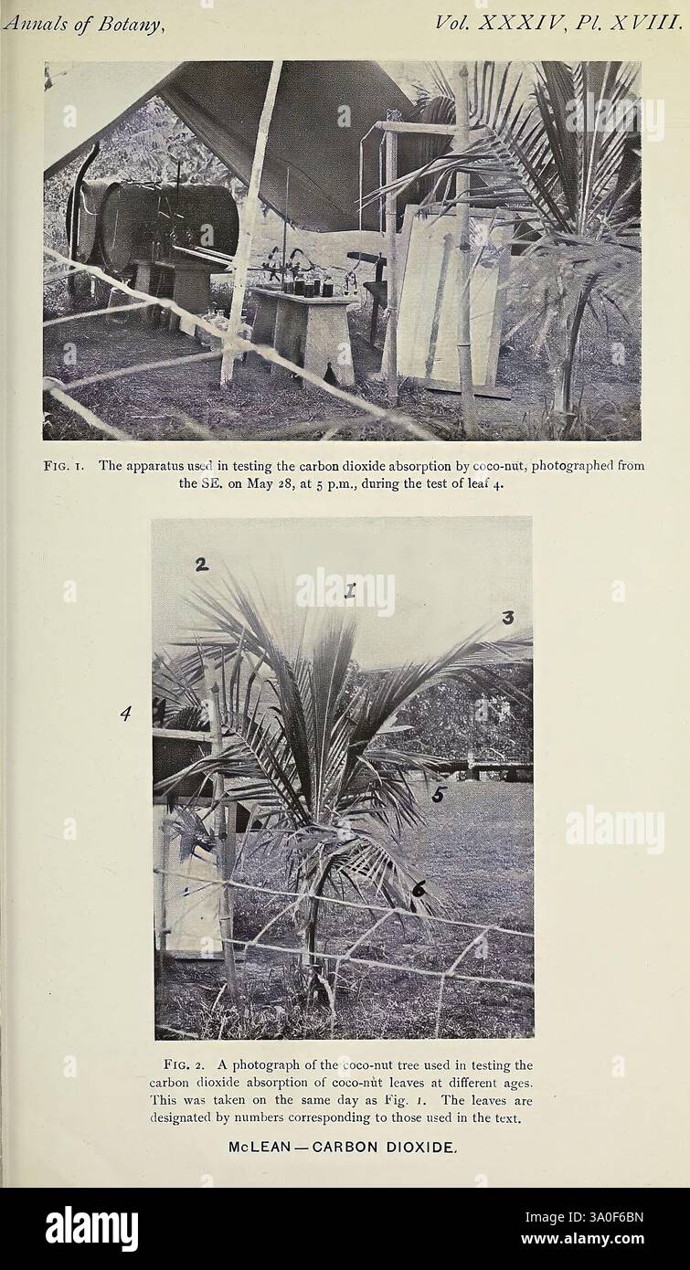 Structured palms hi-res stock photography and images - Alamy