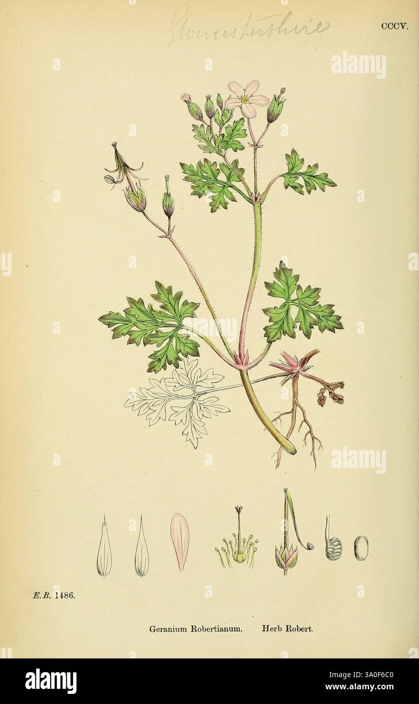 English botany Colored Figures British Plants London R. Hardwicke 1863 ...