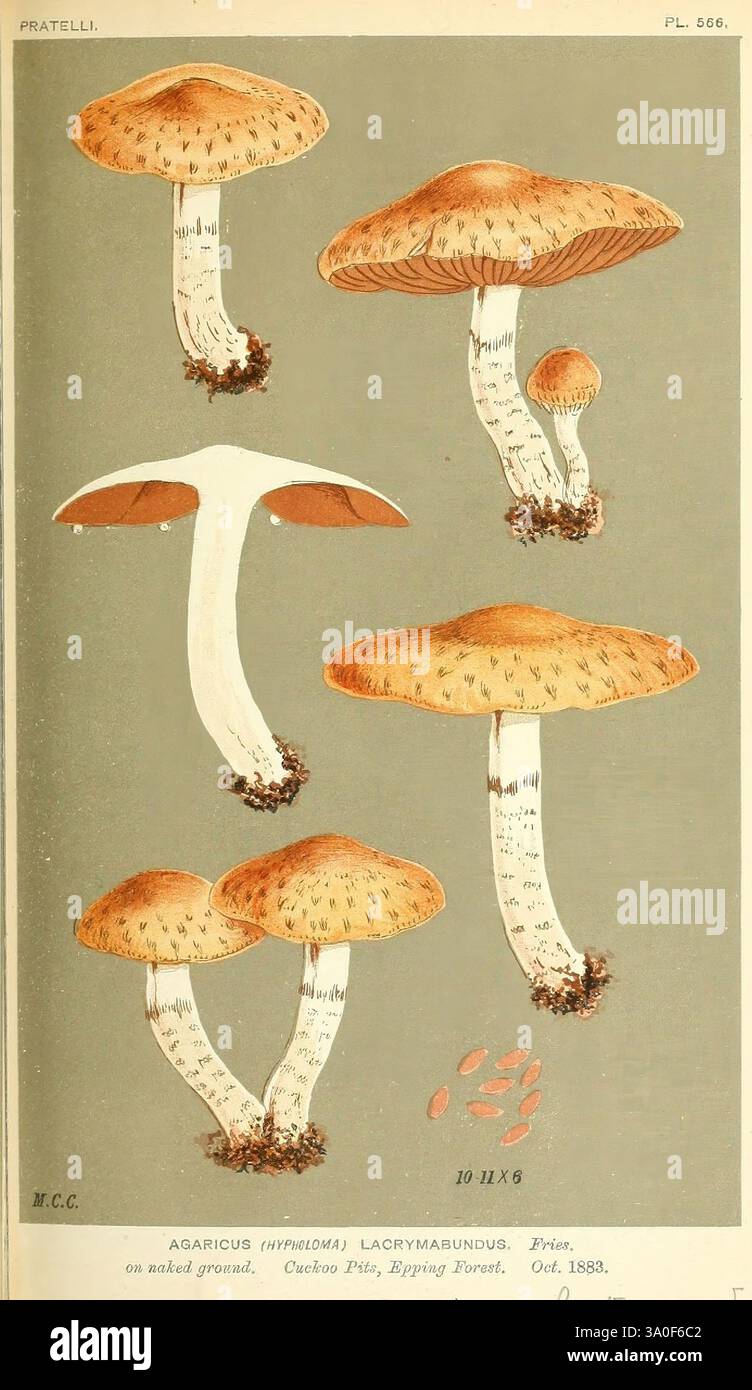 Illustrations of British Fungi, Handbook of British Fungi, London ...
