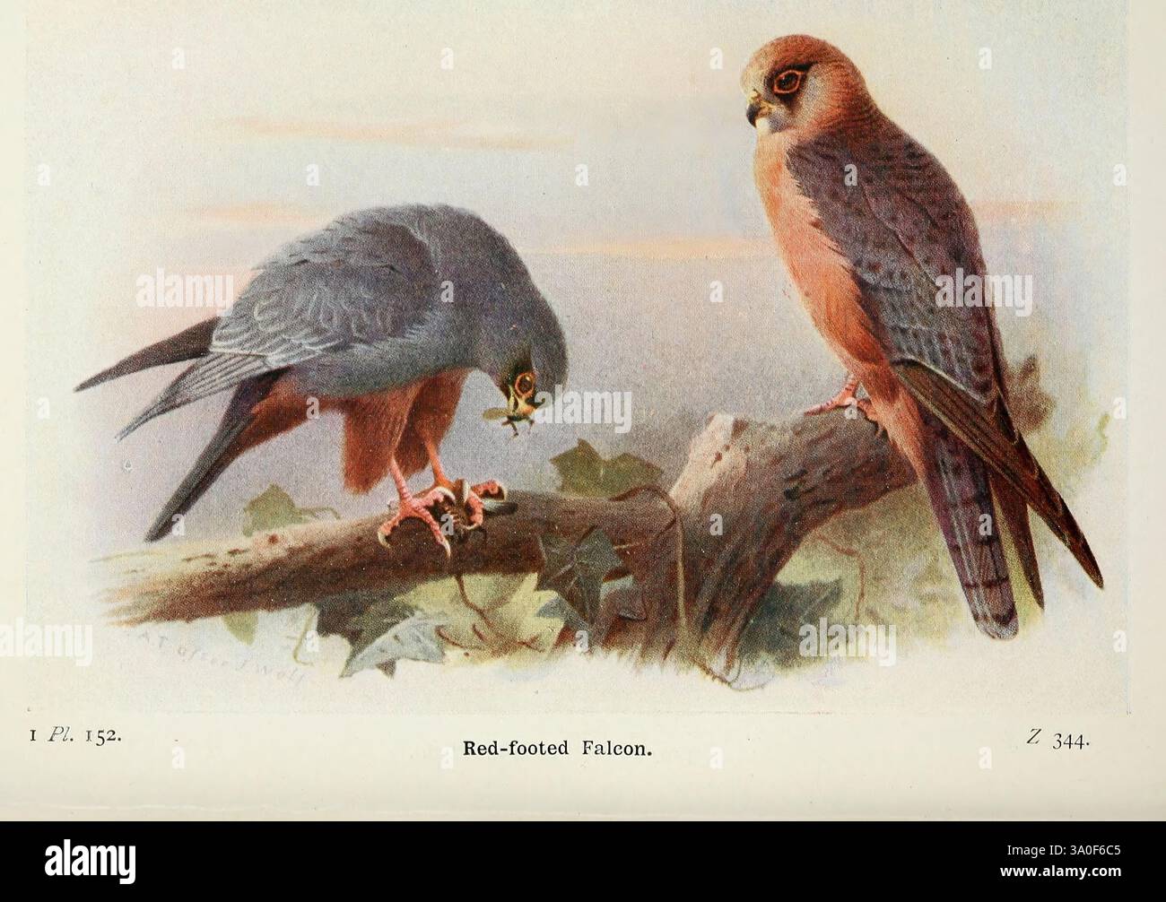 The, birds, of, the, British, Isles, and, their, eggs, London, F, Warne ...