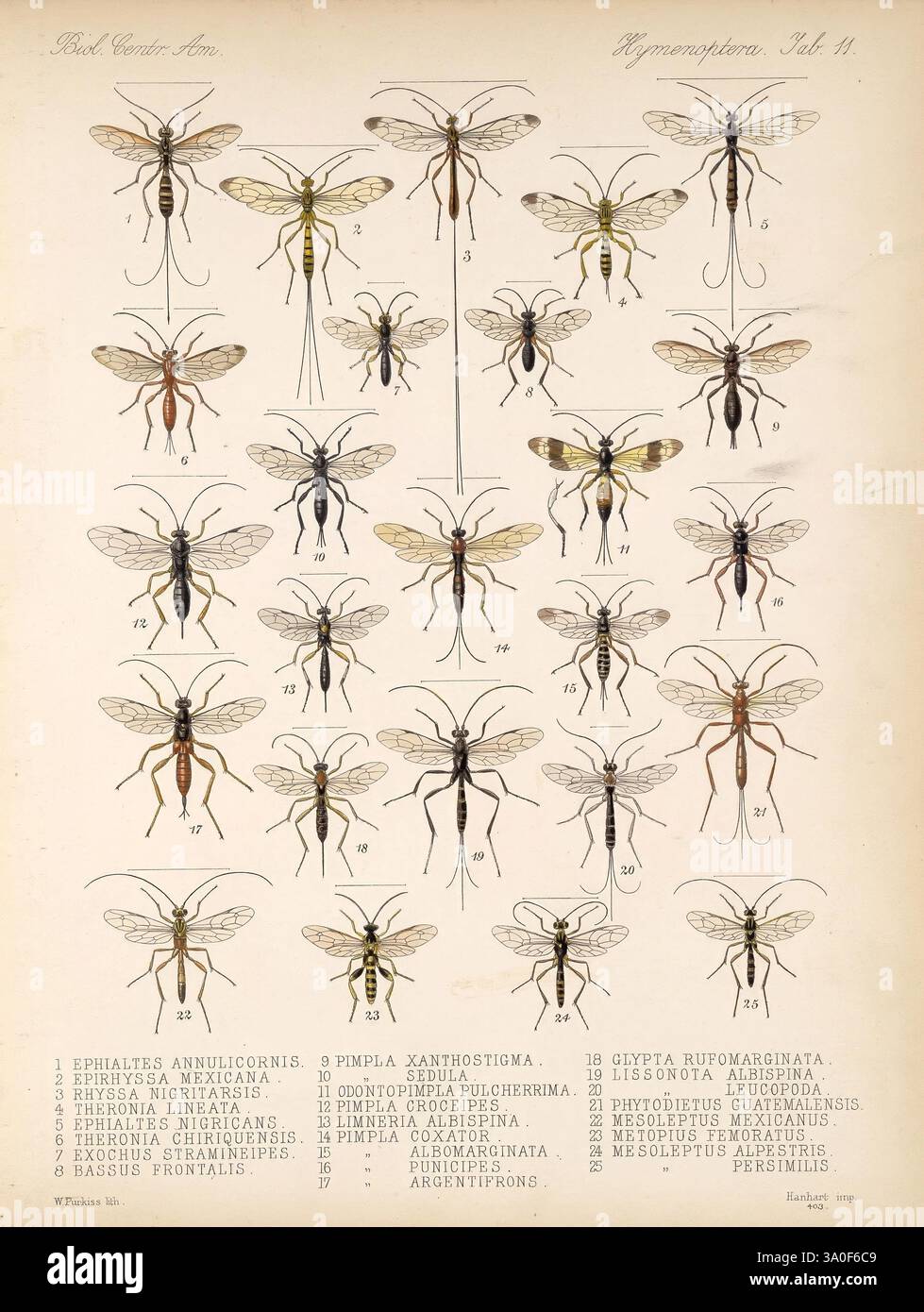 20 distinct insects hi-res stock photography and images - Alamy