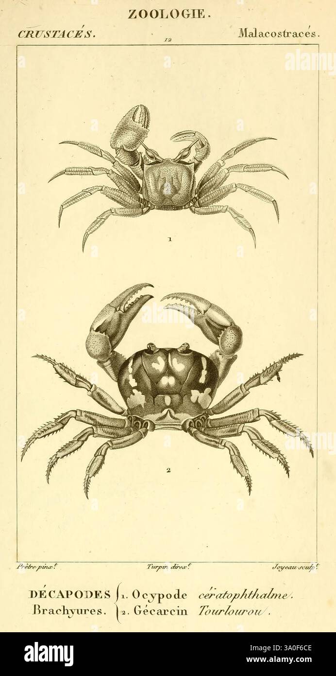 Anatomical structure typical of decapods hi-res stock photography and ...