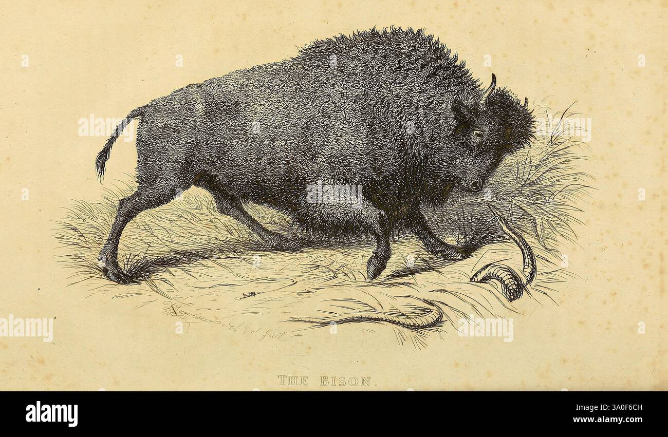 Broken horn rests hi-res stock photography and images - Alamy