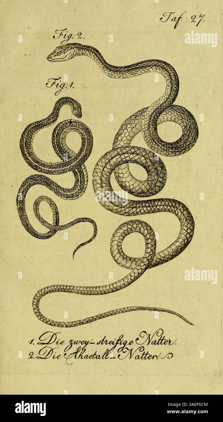 Thicker snake hi-res stock photography and images - Alamy
