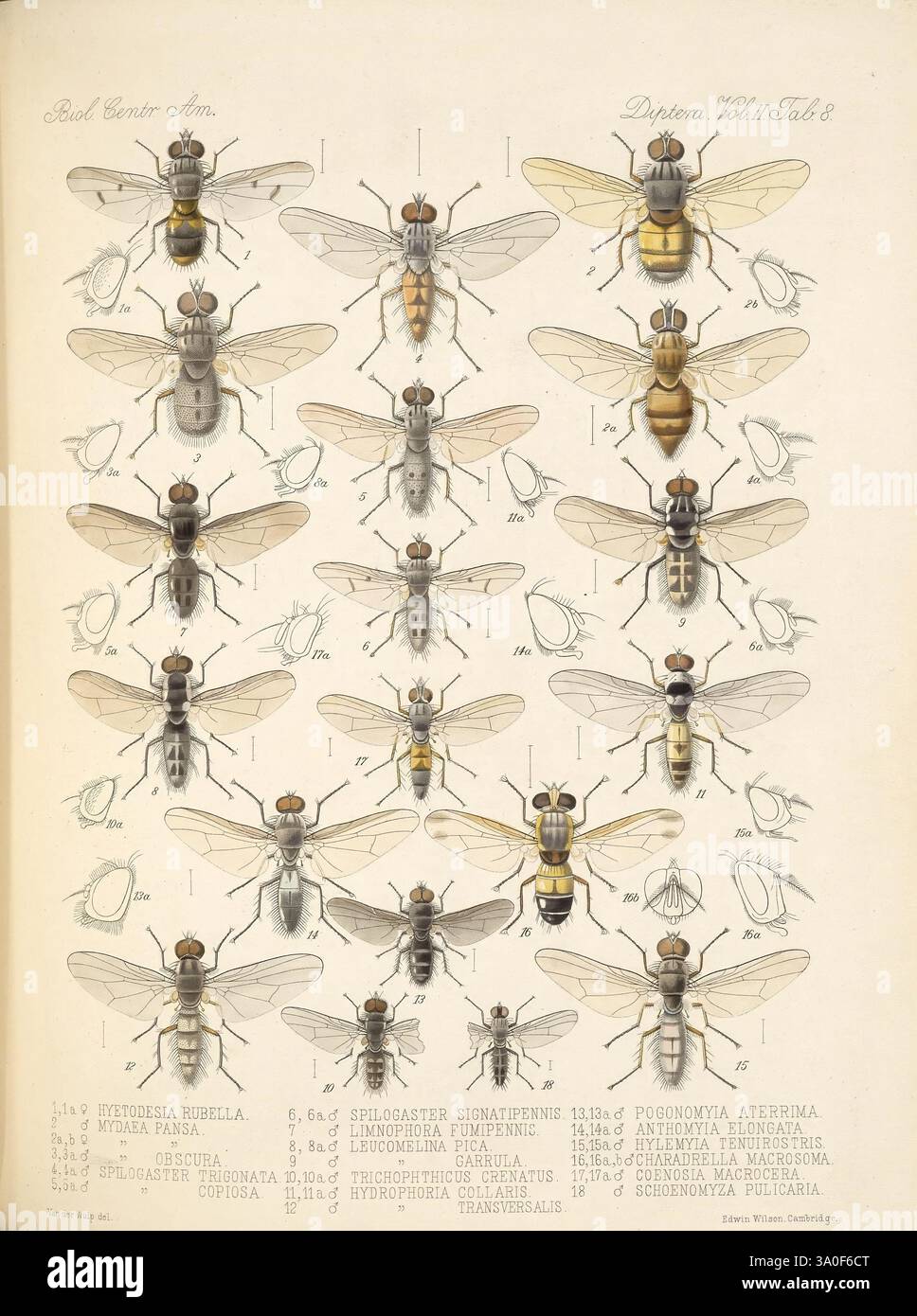 Intricacies of insect morphology hi-res stock photography and images ...