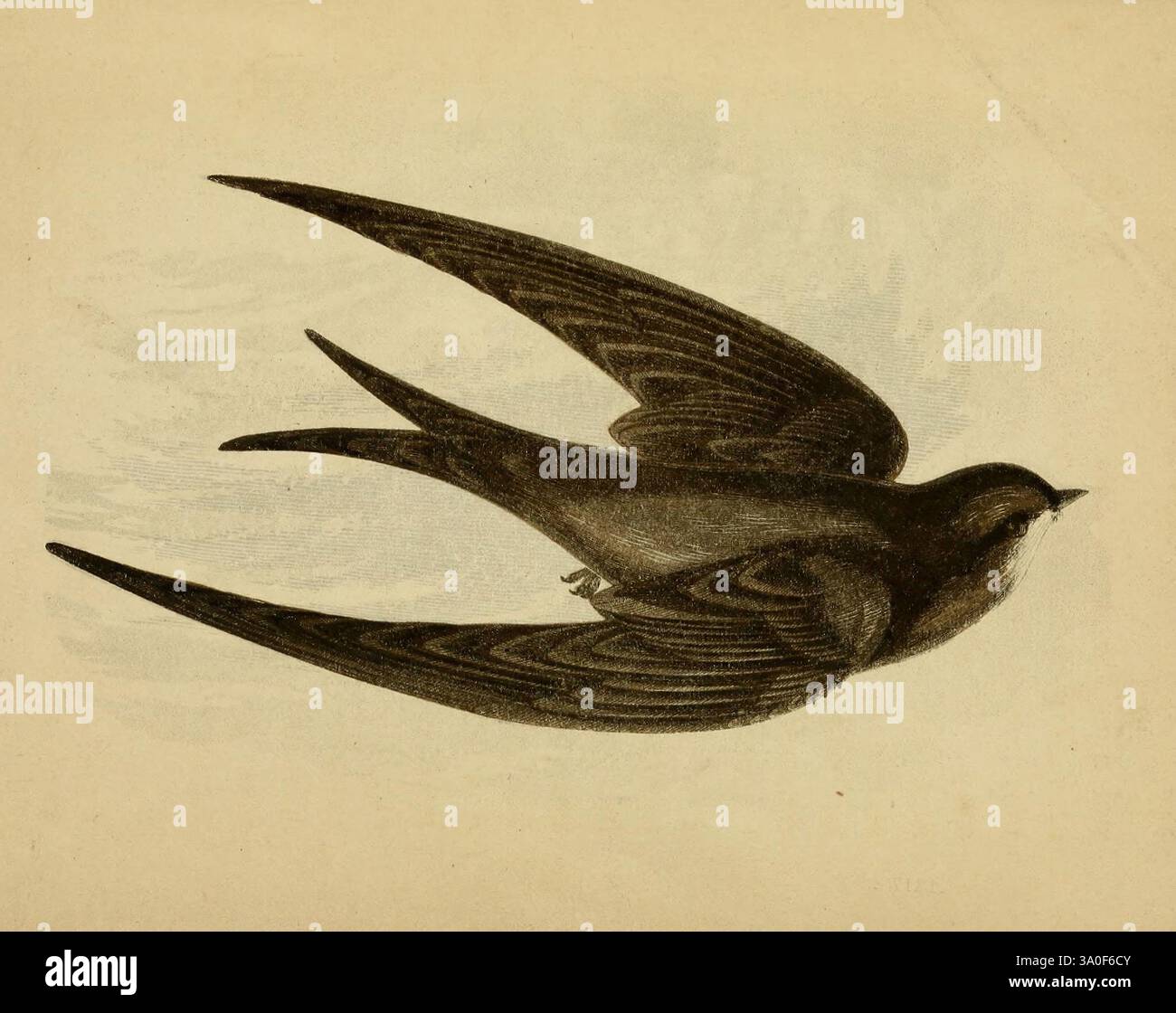 Our, native, songsters, London, Printed, for the, Society, for ...