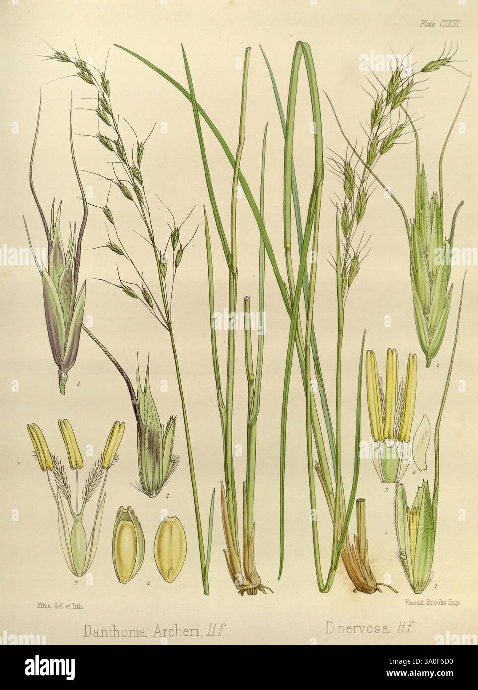 Danthonia archeri hi-res stock photography and images - Alamy