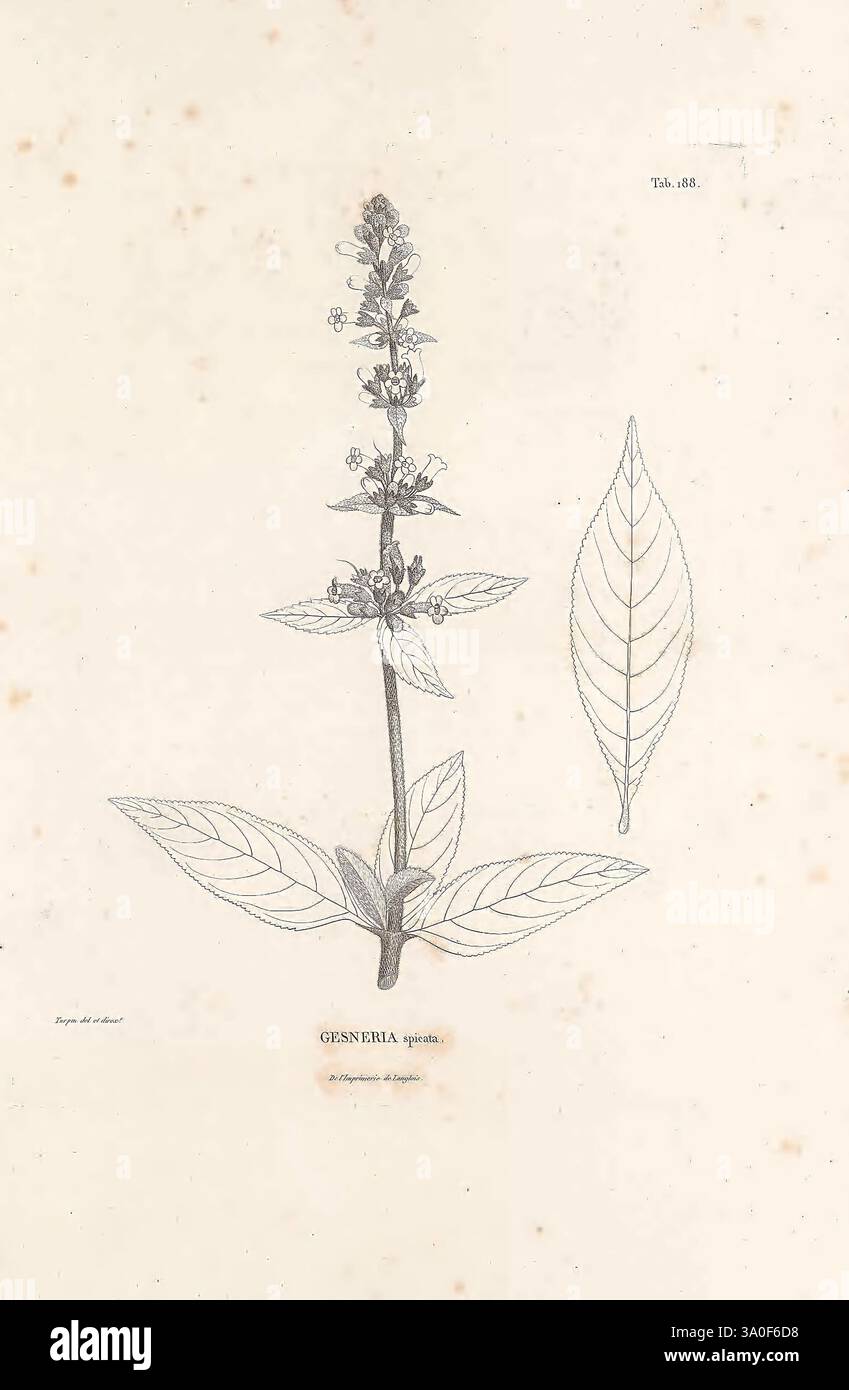 Nova genera et species plantarum, Antverpiae, Ex officina Christophori ...