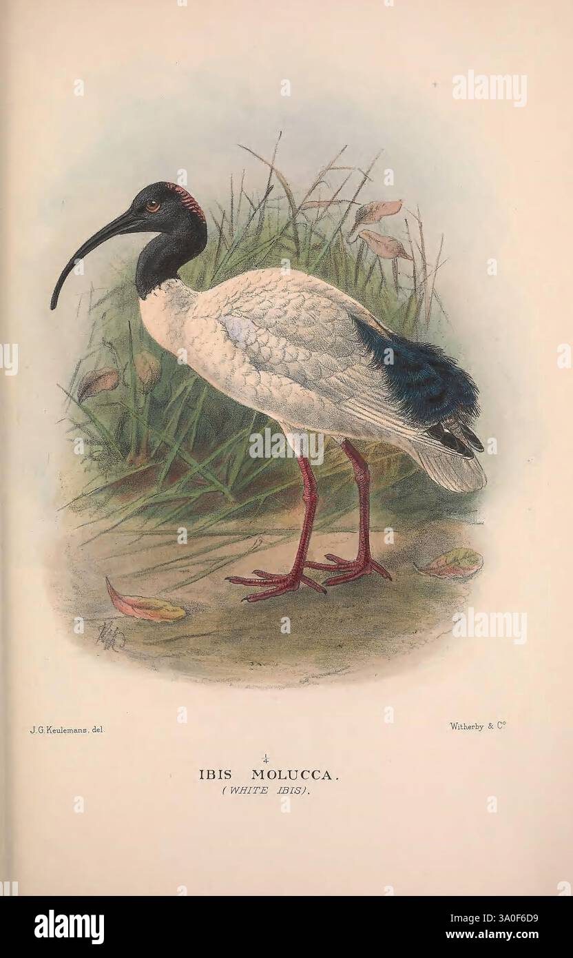 Characteristic of ibis species hi-res stock photography and images - Alamy