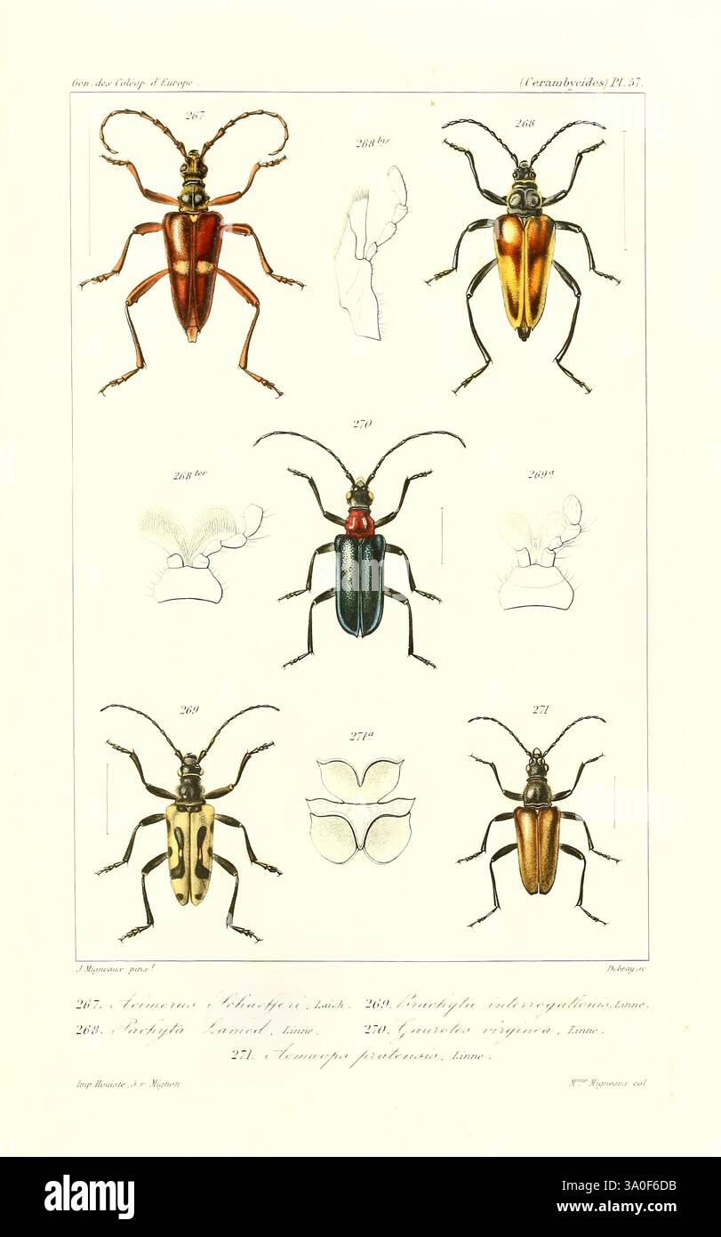 Six prominent beetles hi-res stock photography and images - Alamy