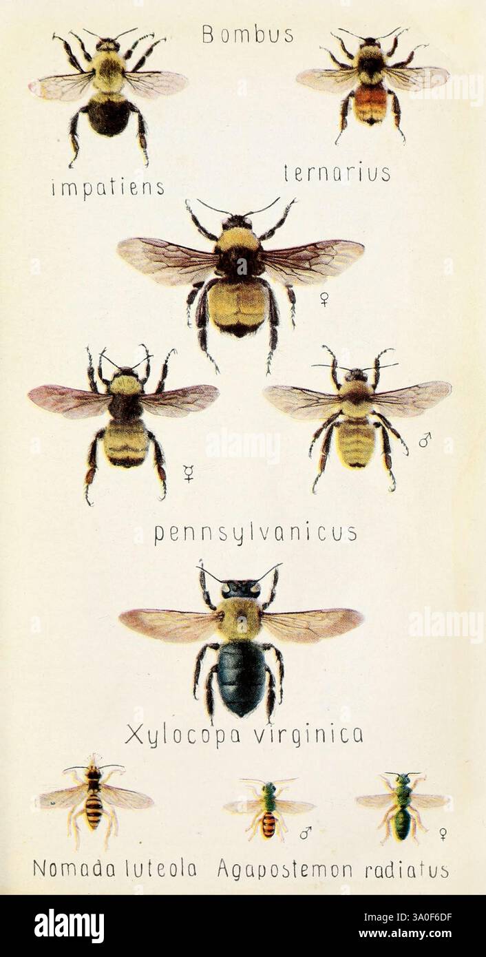 Field book of insects, New York, G.P. Putnam's sons, 1918, insects ...