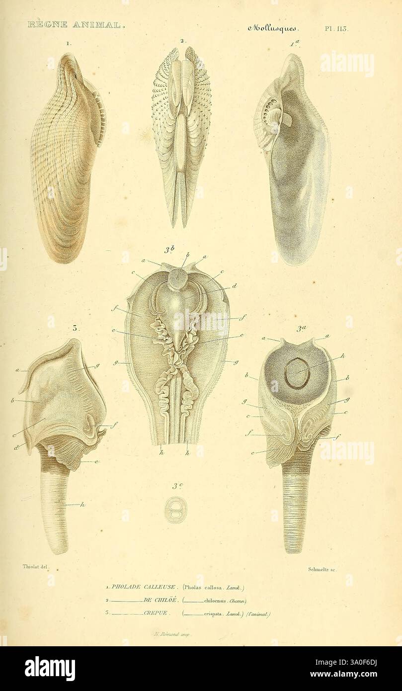 Les Mollusques, Paris, 1836-1845, classification, mollusks, pictorial ...