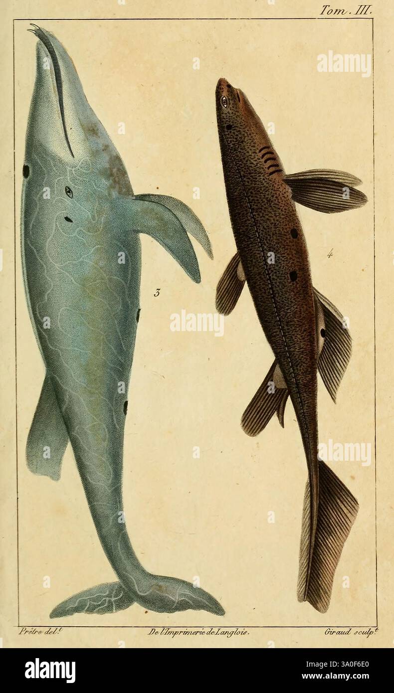 Illustration features two distinct marine species side hi-res stock ...