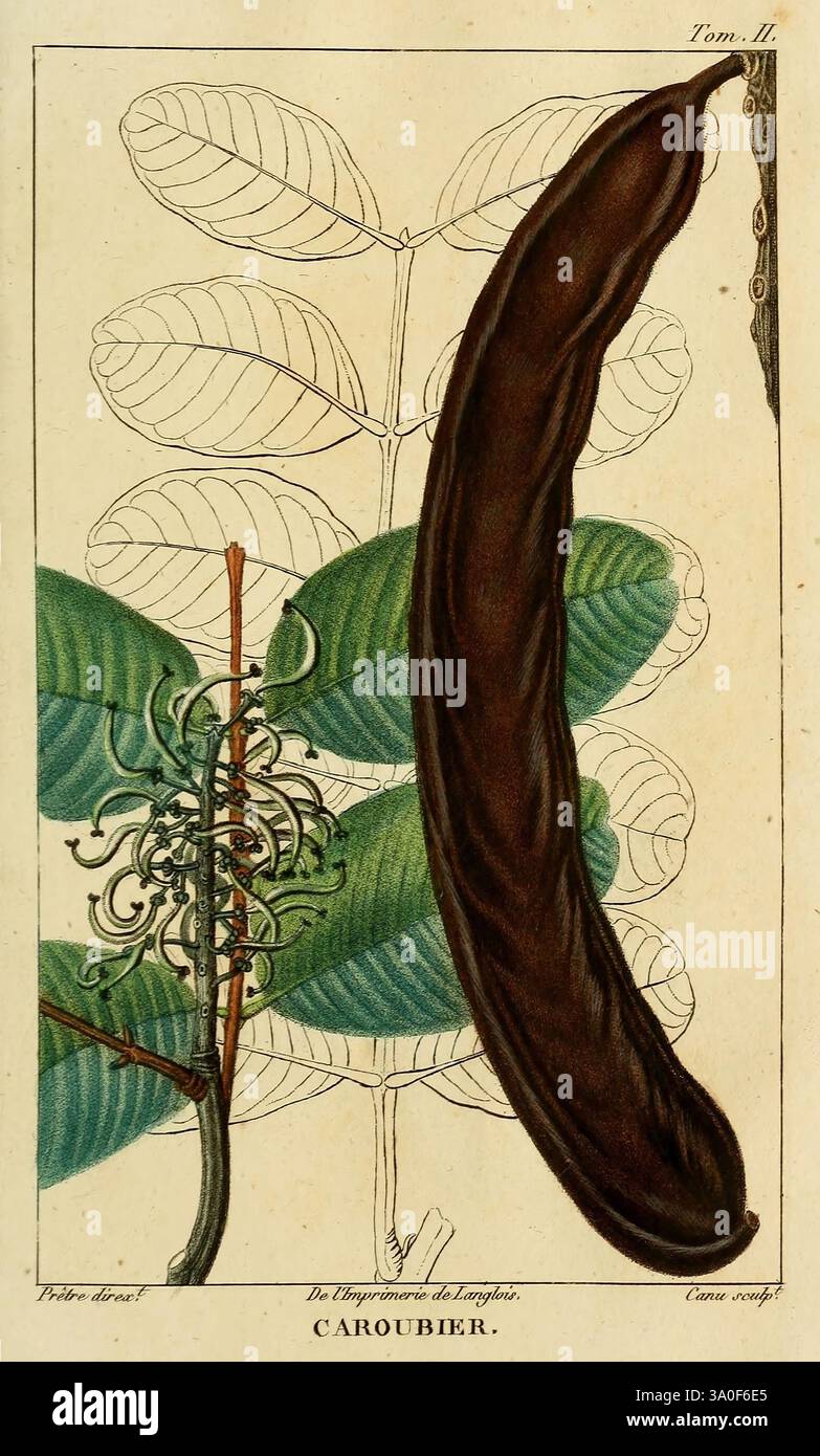 Elongated seed pods alongside hi-res stock photography and images - Alamy