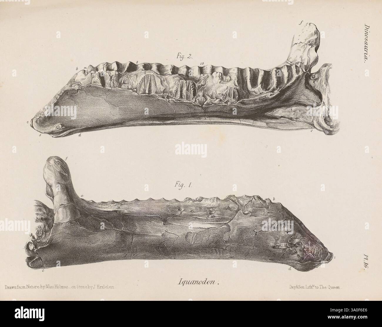 Anatomical structures of dinosaur fossils hi-res stock photography and ...