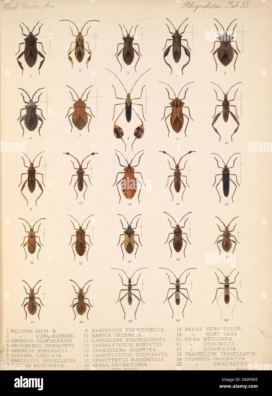 Biologia Centrali-Americana, London, 1879-1915, archaeology, botany ...