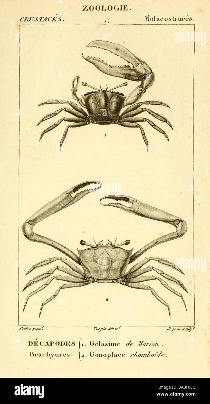 Considerations generales sur la classe des crustaces, Paris, F.G ...