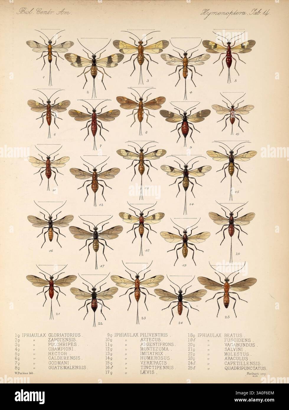 Detailed array of various species of insects hi-res stock photography ...