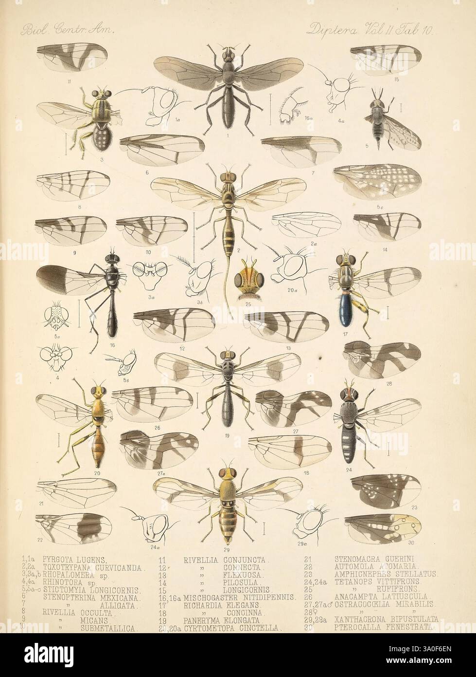 Different types of wasps hi-res stock photography and images - Alamy