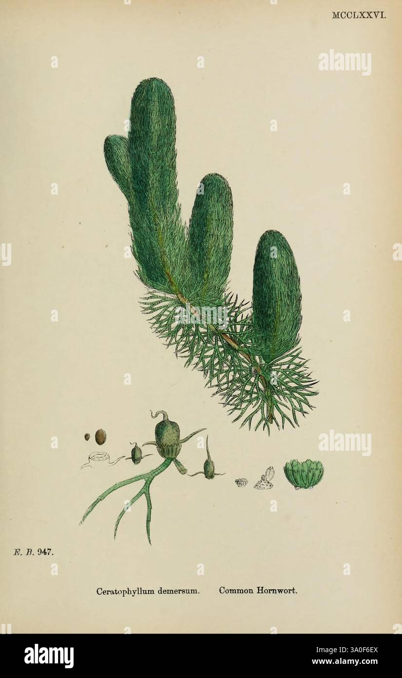 Scientific documentation typical of botanical illustrations hi-res ...