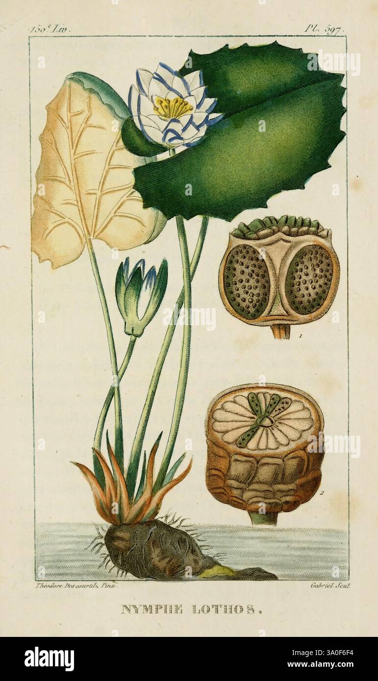 Flore pittoresque et médicale des Antilles Paris Pichard 1821-1829 ...