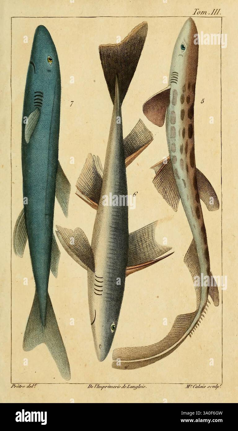 Illustration features three distinct species of sharks hi-res stock ...