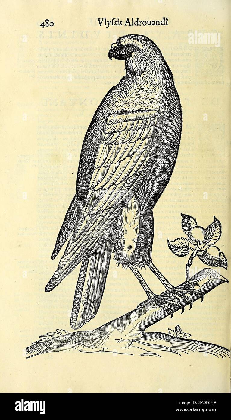 Strong claws gripping hi-res stock photography and images - Alamy