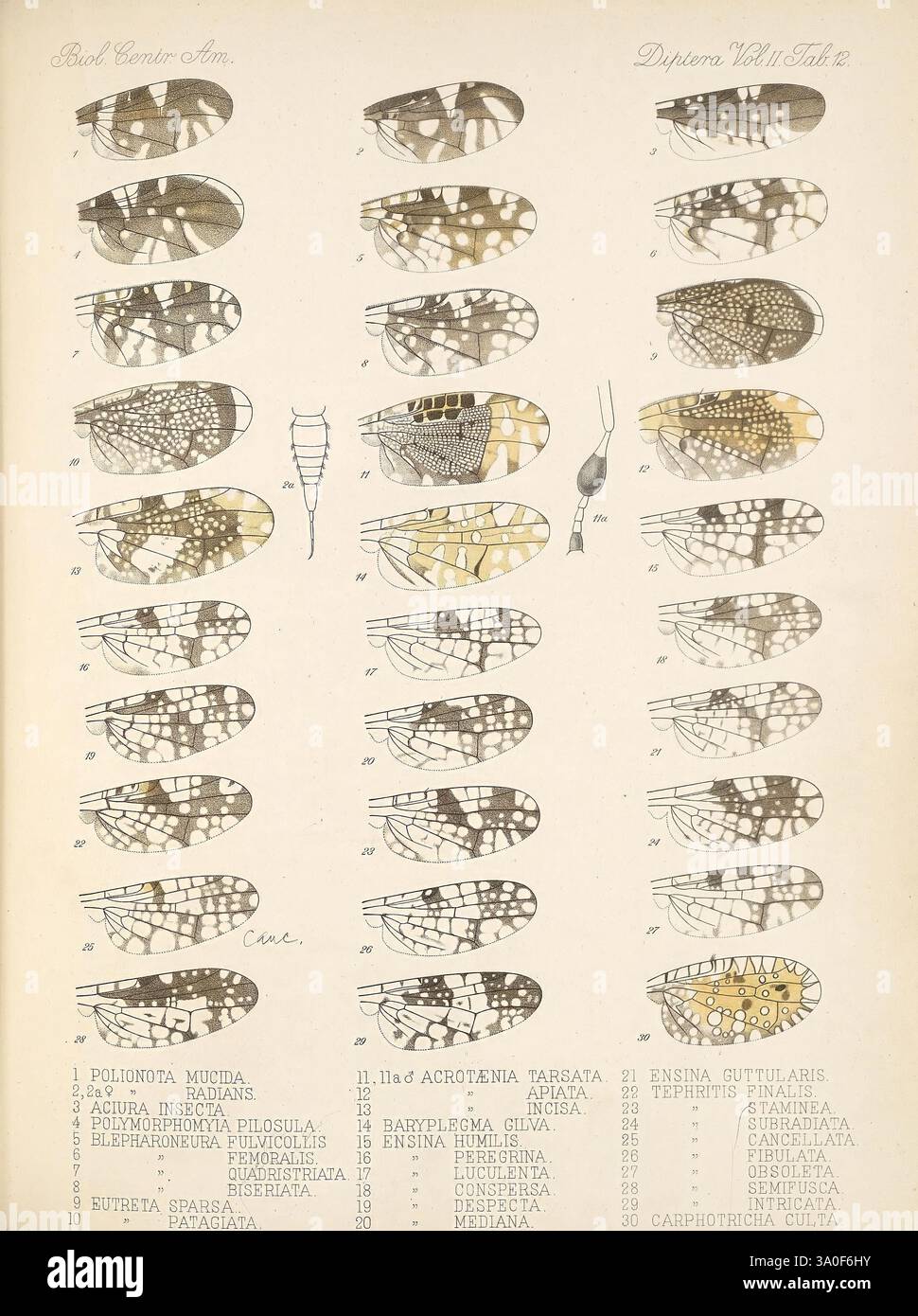 Anatomical details of various butterfly species hi-res stock ...