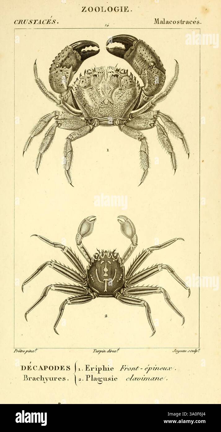 Considerations generales sur la classe des crustaces, Paris, F.G ...